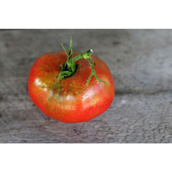 Oxheart Pink Tomato (Heirloom, 80 Days) – Pinetree Garden Seeds