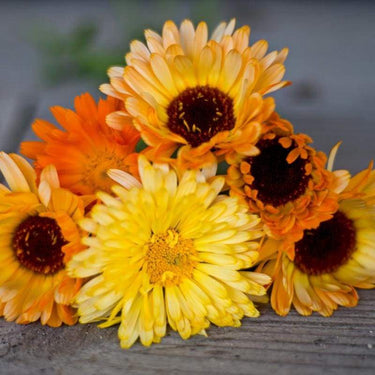 Pacific Beauty Mix Calendula – Pinetree Garden Seeds