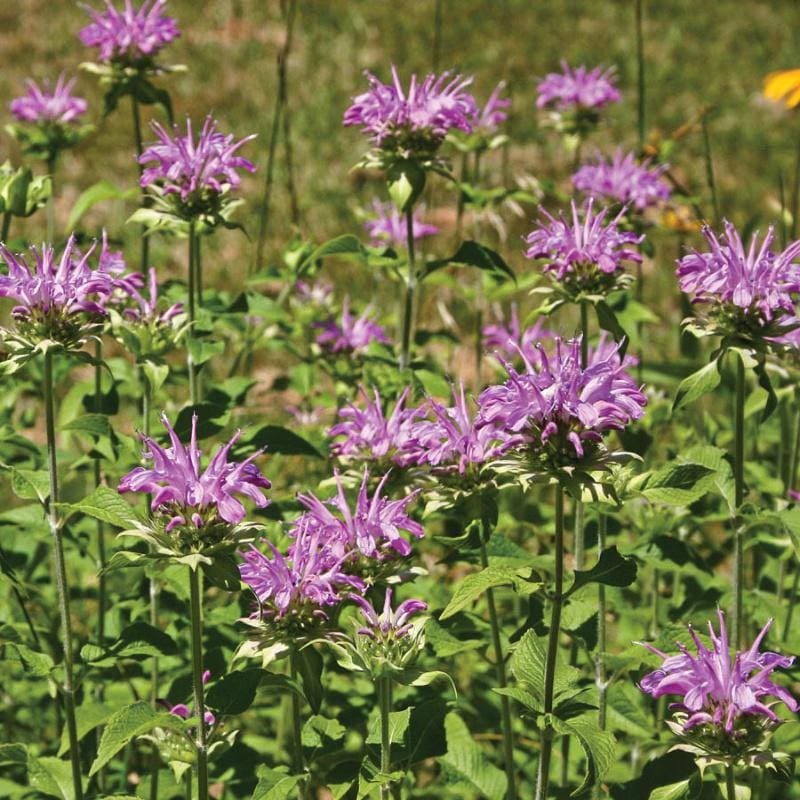 Monarda