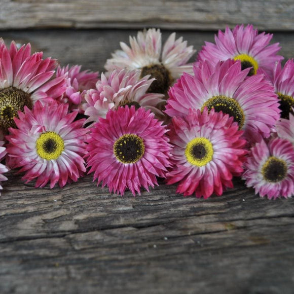 Paper Daisy-Everlasting Daisy (Helipterum roseum) – Pinetree Garden Seeds