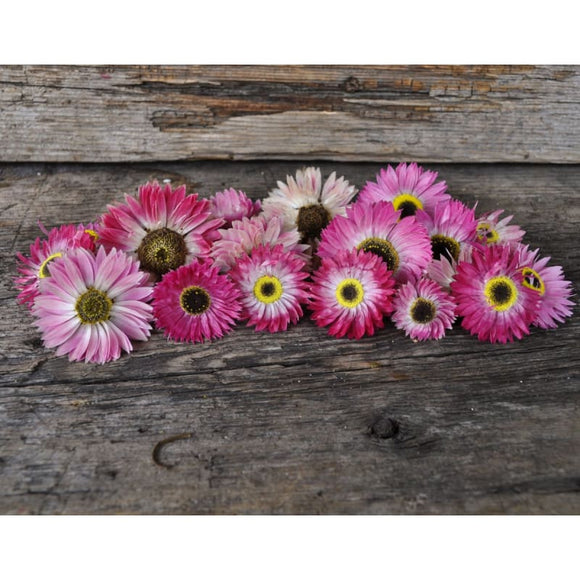Paper Daisy-Everlasting Daisy (Helipterum roseum) – Pinetree Garden Seeds