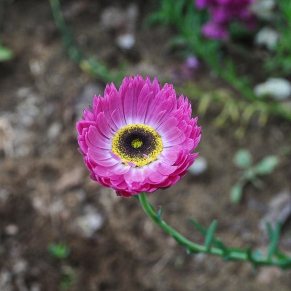 Paper Daisy-Everlasting Daisy (Helipterum roseum) – Pinetree Garden Seeds