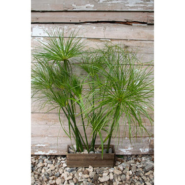 Papyrus Ornamental Grass – Pinetree Garden Seeds