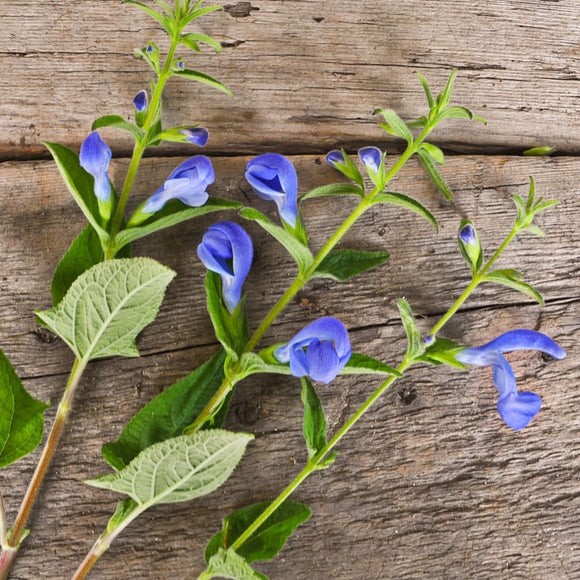 Patio Deep Blue Salvia – Pinetree Garden Seeds
