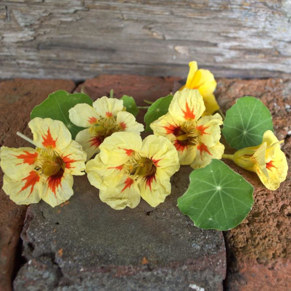 Peach Melba Nasturtium – Pinetree Garden Seeds