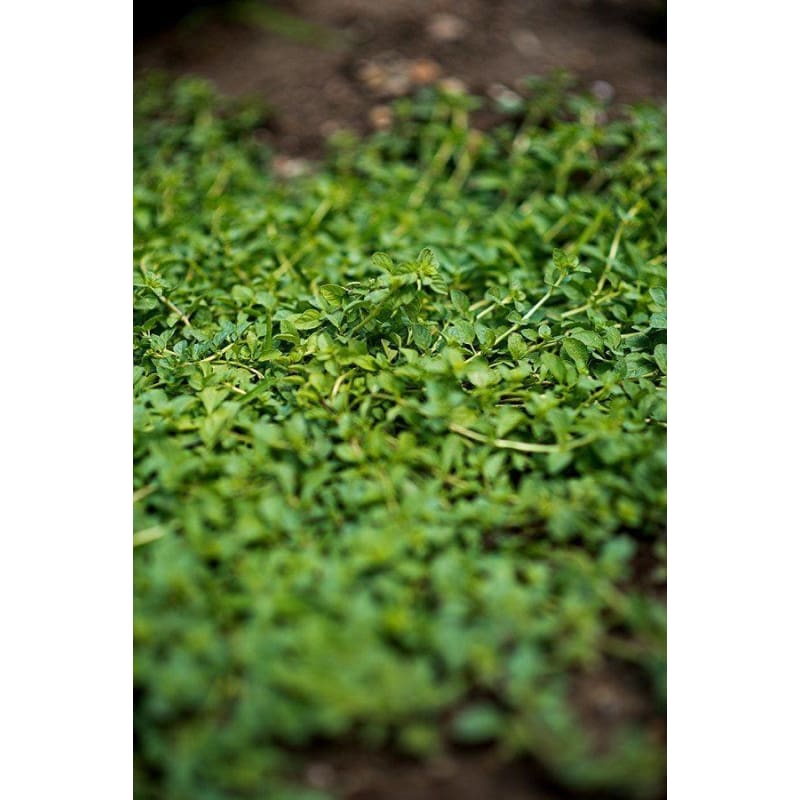Pennyroyal Ground Cover