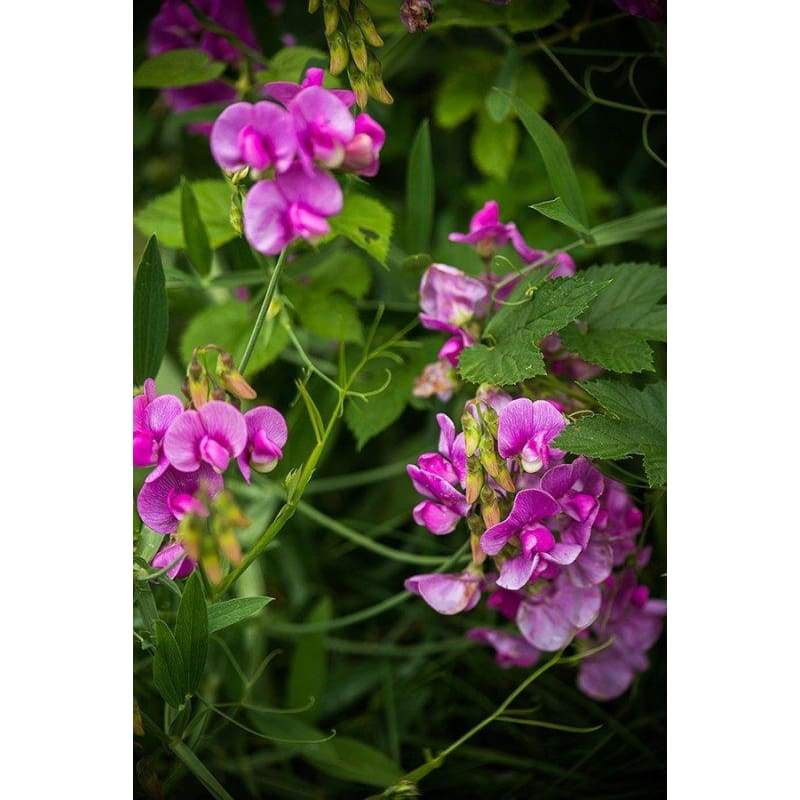 Perennial Sweet Pea Vine Seeds