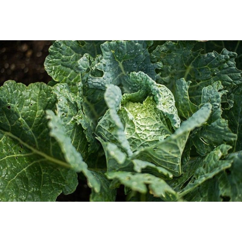 Perfection Savoy Cabbage (Heirloom, 95 Days) – Pinetree Garden Seeds