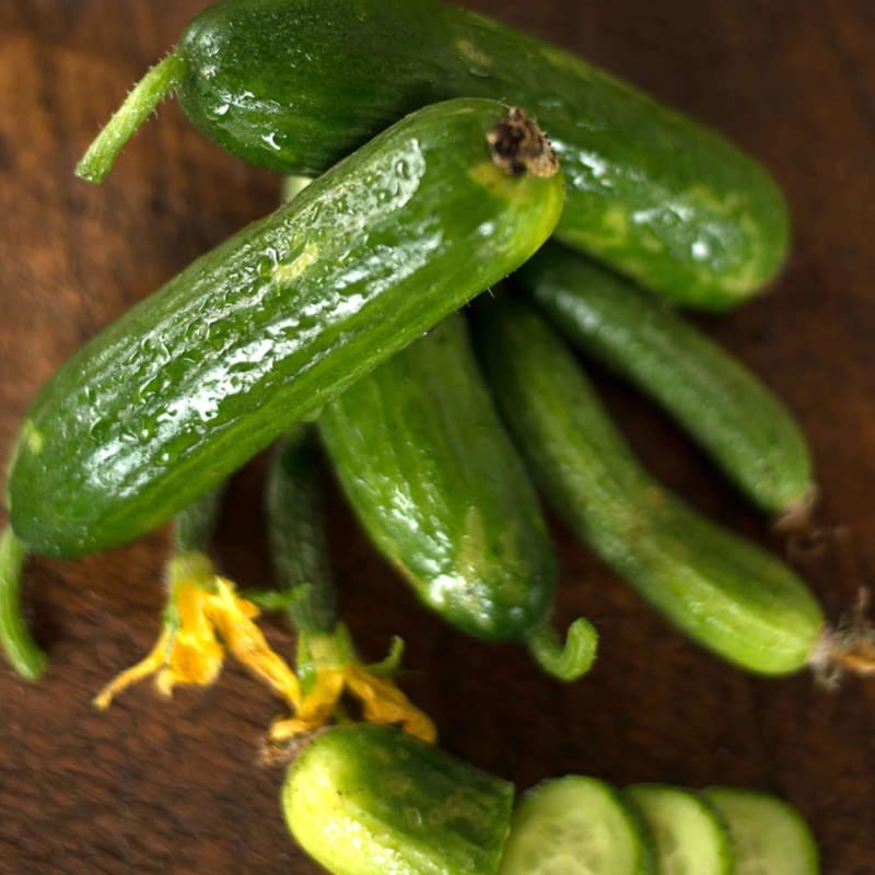 Picolino Cucumber (F1 Hybrid 52 Days) – Pinetree Garden Seeds