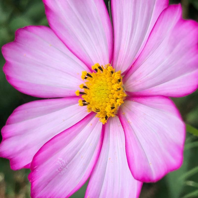 Picotee Cosmos – Pinetree Garden Seeds