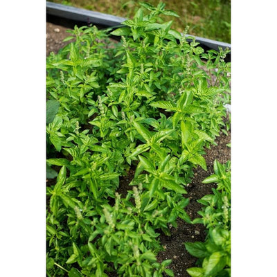 Pinetree Basil Mix
