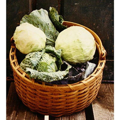 Pinetree Cabbage Mix