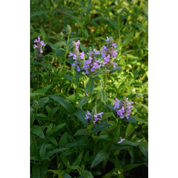 Pink Catmint – Pinetree Garden Seeds