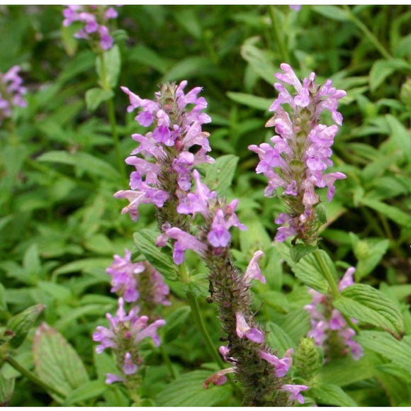Pink Catmint – Pinetree Garden Seeds