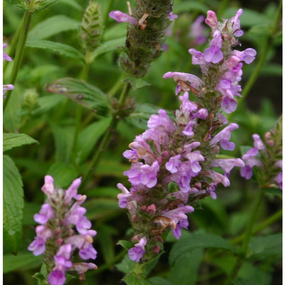 Pink Catmint – Pinetree Garden Seeds