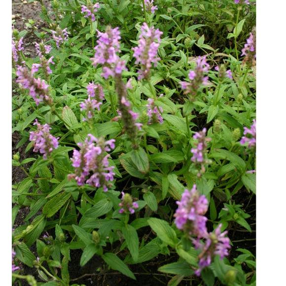 Pink Catmint – Pinetree Garden Seeds