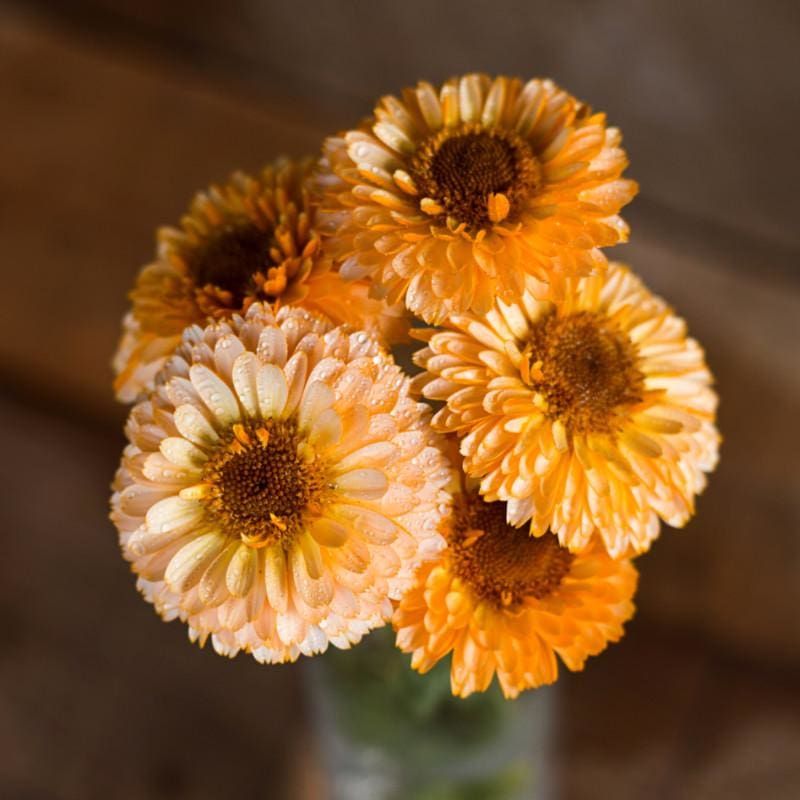 Pink Surprise Calendula – Pinetree Garden Seeds