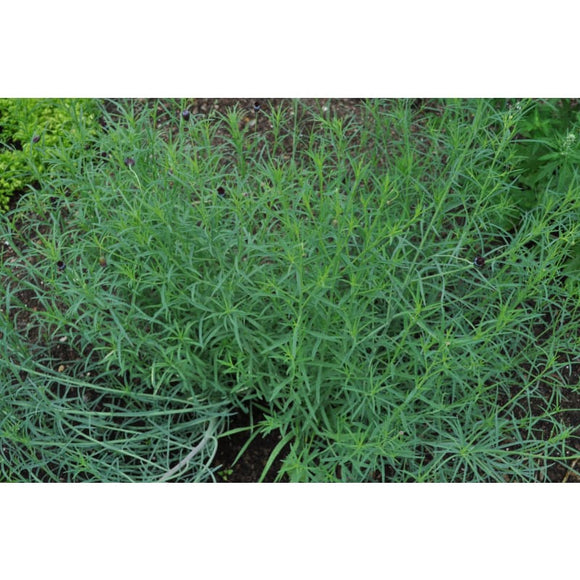 Pipicha-Porophyllum tagetoides – Pinetree Garden Seeds