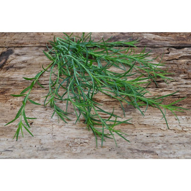 Pipicha-Porophyllum tagetoides – Pinetree Garden Seeds