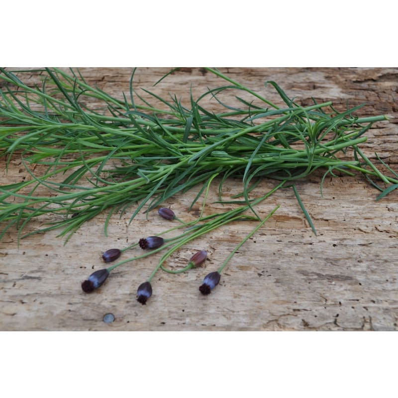 Pipicha-Porophyllum tagetoides – Pinetree Garden Seeds