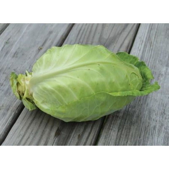 Point One Cabbage (F1 Hybrid, 48 Days) – Pinetree Garden Seeds