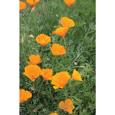 Poppy - California – Pinetree Garden Seeds