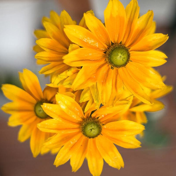 Cherokee Sunset Rudbeckia