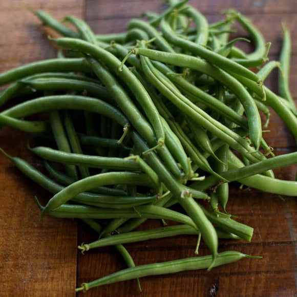 Provider Bush Bean (50 days) – Pinetree Garden Seeds