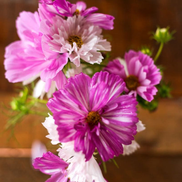 Psyche Mix Cosmos – Pinetree Garden Seeds