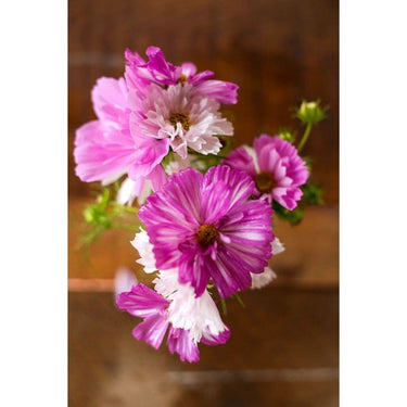 Psyche Mix Cosmos – Pinetree Garden Seeds