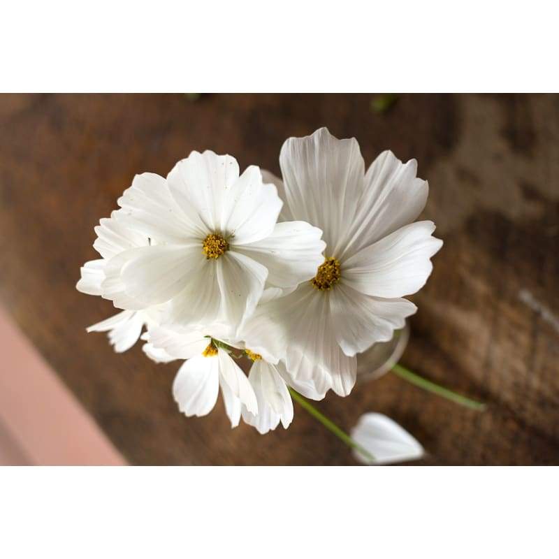 Purity Cosmos – Pinetree Garden Seeds