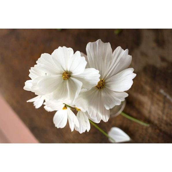 Cosmos – Pinetree Garden Seeds