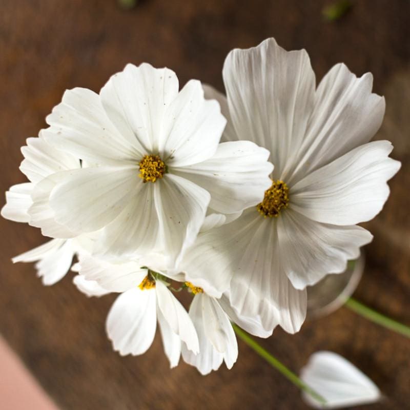 Purity Cosmos – Pinetree Garden Seeds