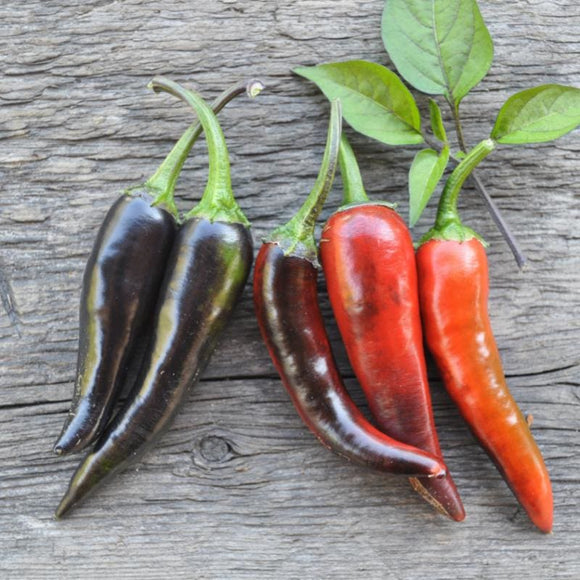 Purple Cayenne Pepper (70 Days) – Pinetree Garden Seeds