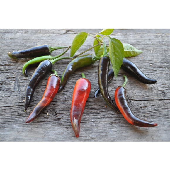 Purple Cayenne Pepper (70 Days) – Pinetree Garden Seeds