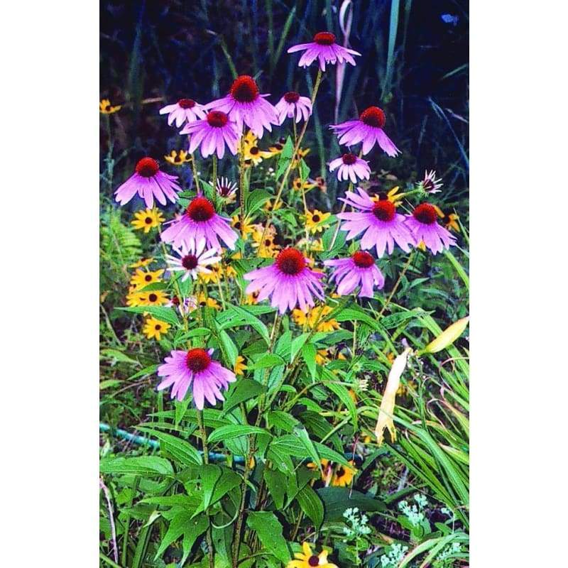 Purple Coneflower