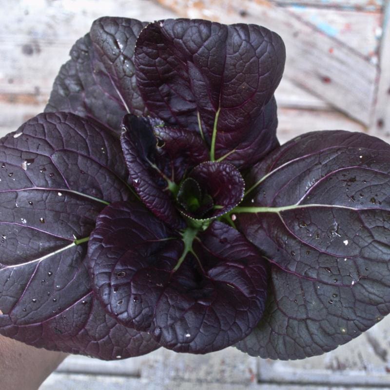Purple Pak Choi (F1 Hybrid, 47 Days) – Pinetree Garden Seeds