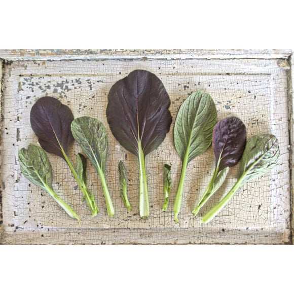 Purple Pak Choi (F1 Hybrid, 47 Days) – Pinetree Garden Seeds