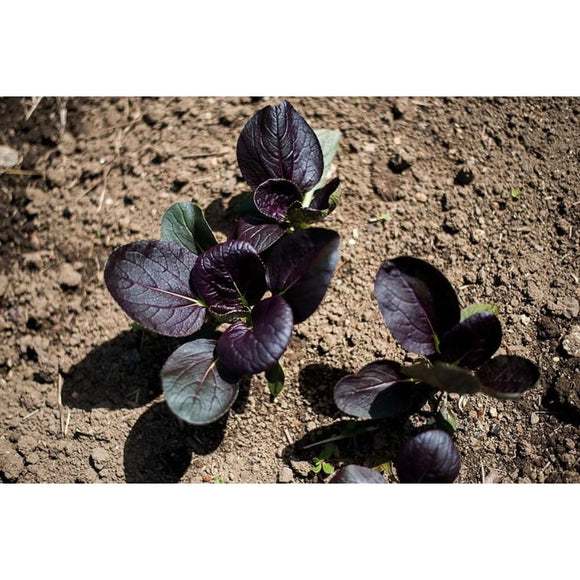 Purple Pak Choi (F1 Hybrid, 47 Days) – Pinetree Garden Seeds