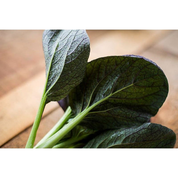 Purple Pak Choi (F1 Hybrid, 47 Days) – Pinetree Garden Seeds
