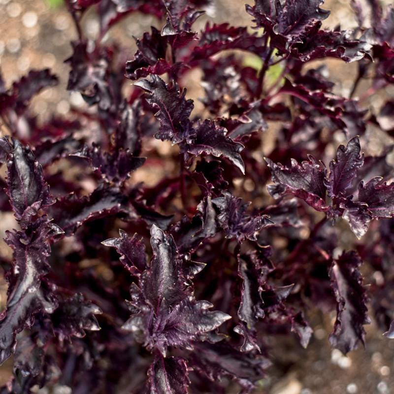 Purple Ruffles Basil – Pinetree Garden Seeds