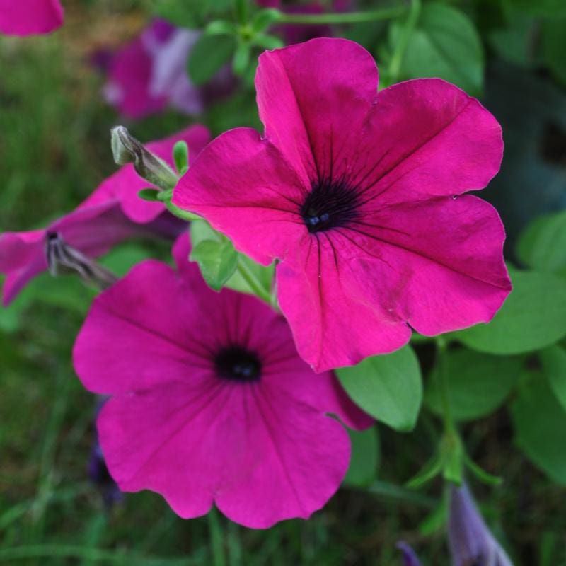 White Easy Wave Petunia