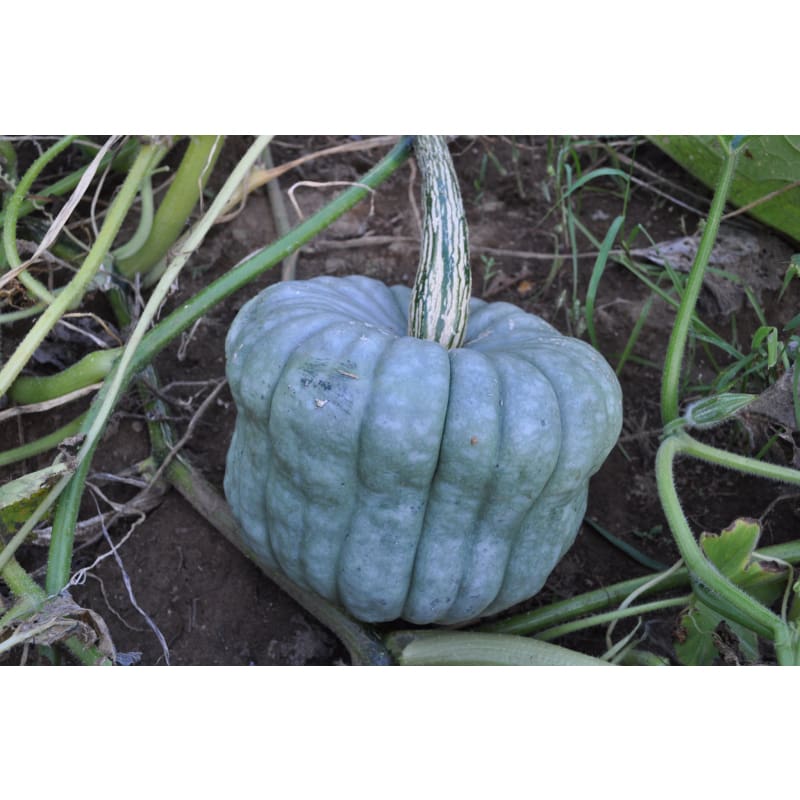 Queensland Blue Winter Squash (Heirloom, 105 Days) – Pinetree Garden Seeds