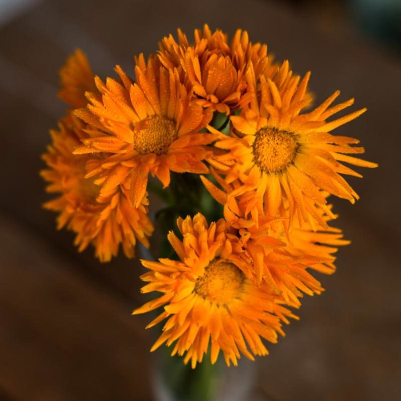 Calendula