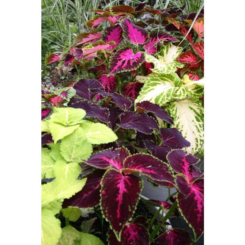 Rainbow Mix Coleus – Pinetree Garden Seeds