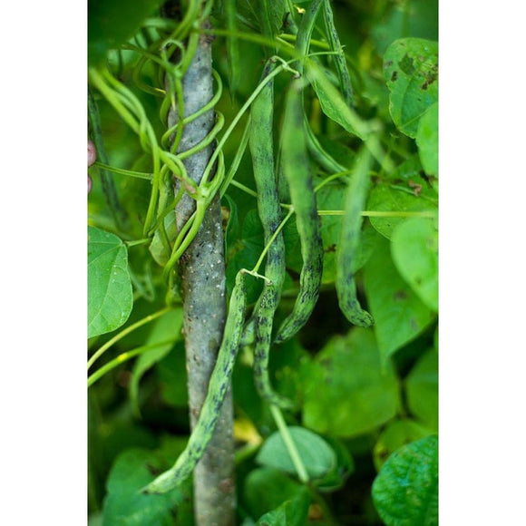 Rattlesnake Pole Bean (65 days, Heirloom) Phaseolus vulgaris – Pinetree ...