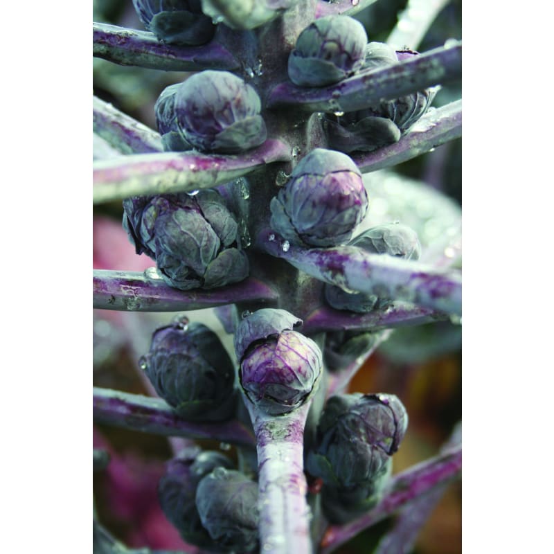 Pinetree Garden Seeds