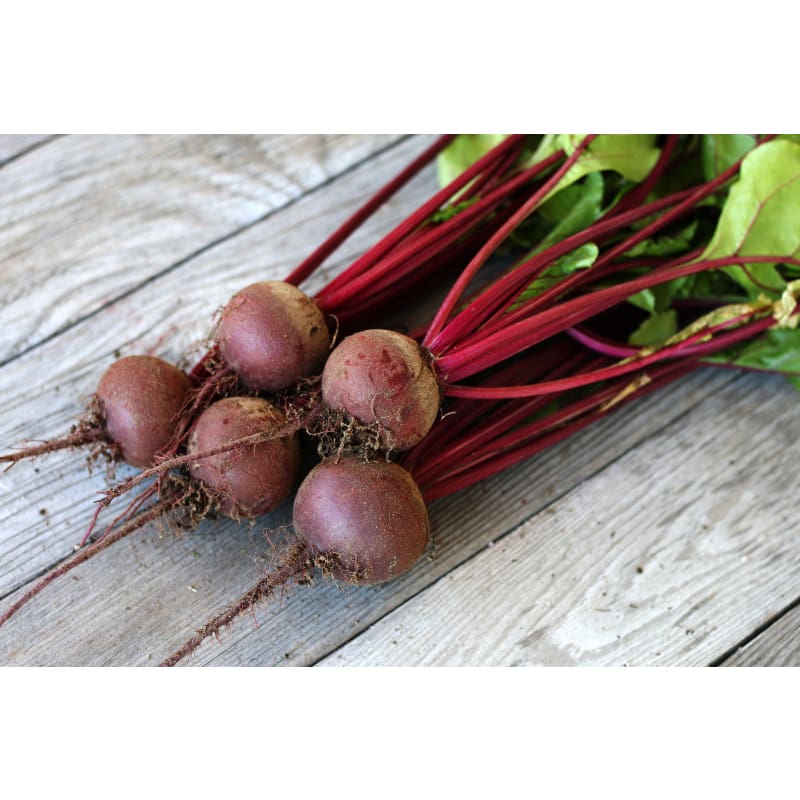 Red Cloud Beet (F1 Hybrid 50 Days)