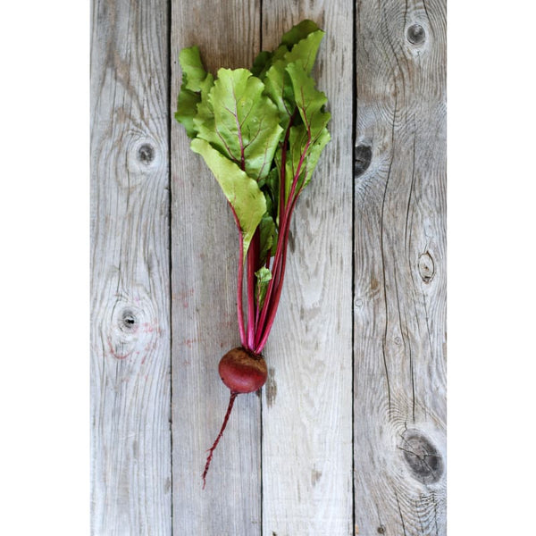 Red Cloud Beet (F1 Hybrid 50 Days)