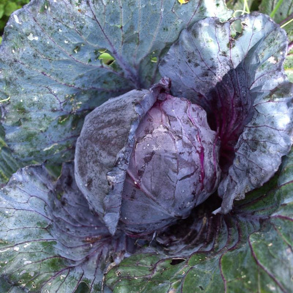 Cabbage Seeds – Page – Pinetree Garden Seeds